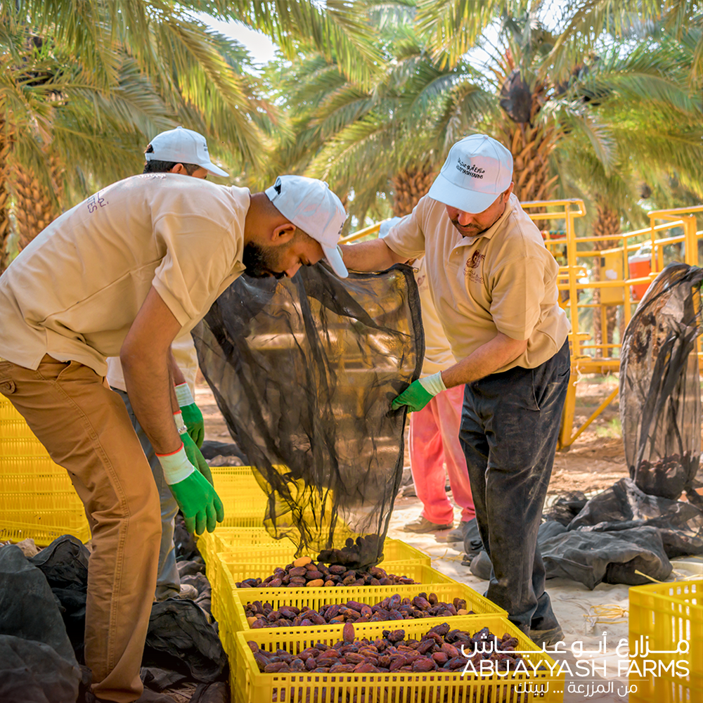 About Us – AbuAyyash Farms